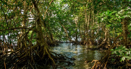 Ekosistem Pantai dan Laut; Mangrove, Terumbu Karang, Rumput Laut dan ...