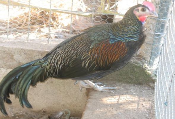 Secretos Del Mundo Animal