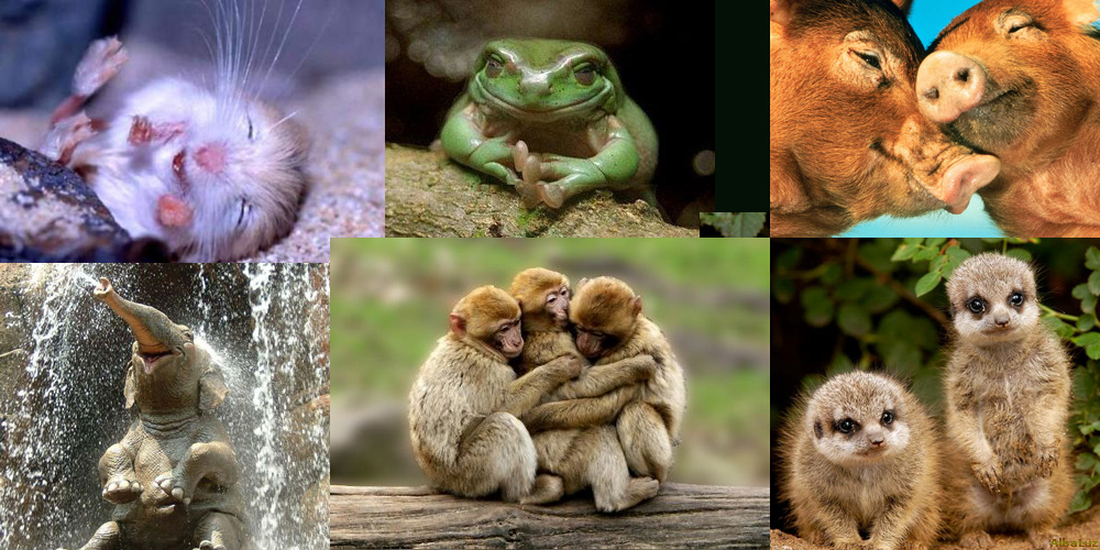 Lenguaje Animal NO Humano: marzo 2012