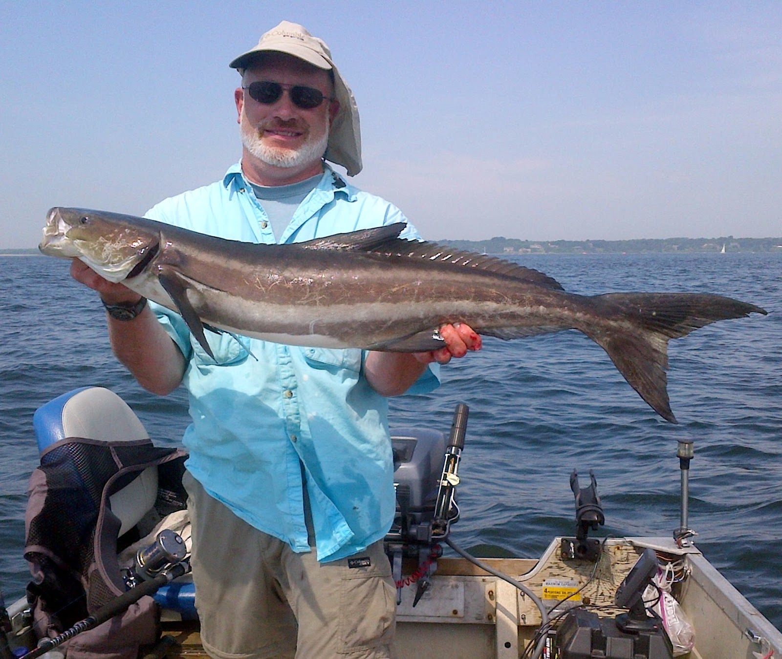 no fluke fishing: Local angler catches a cobia… an exotic fish