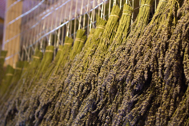 Lavender--The Ultimate Guide