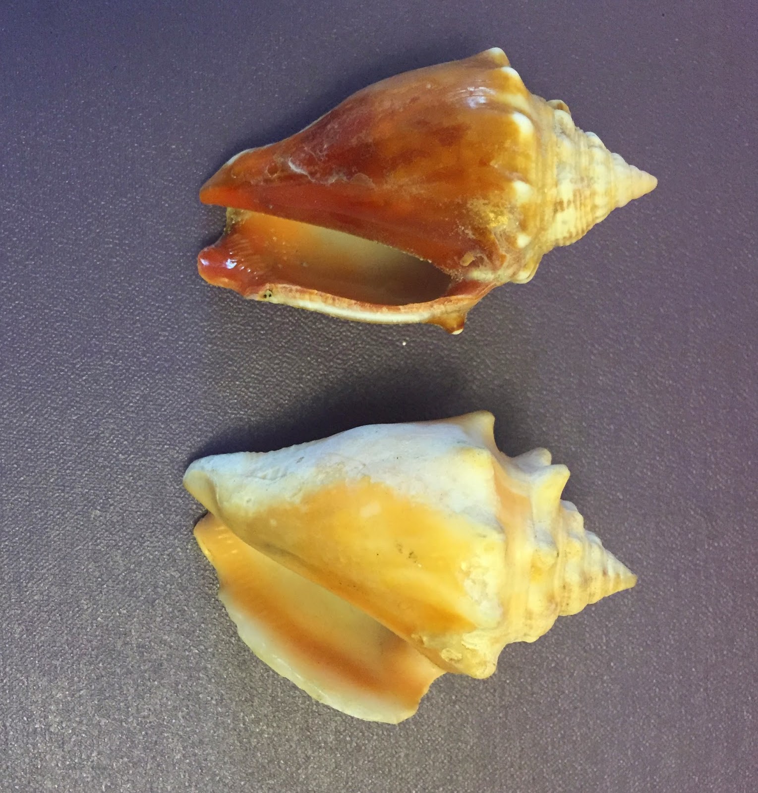 Lava of Ocean Dawn: Identification of some Exotic Shells
