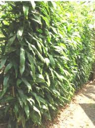 verdefolhaverde: NATIVO (PÈRÈGÚN)