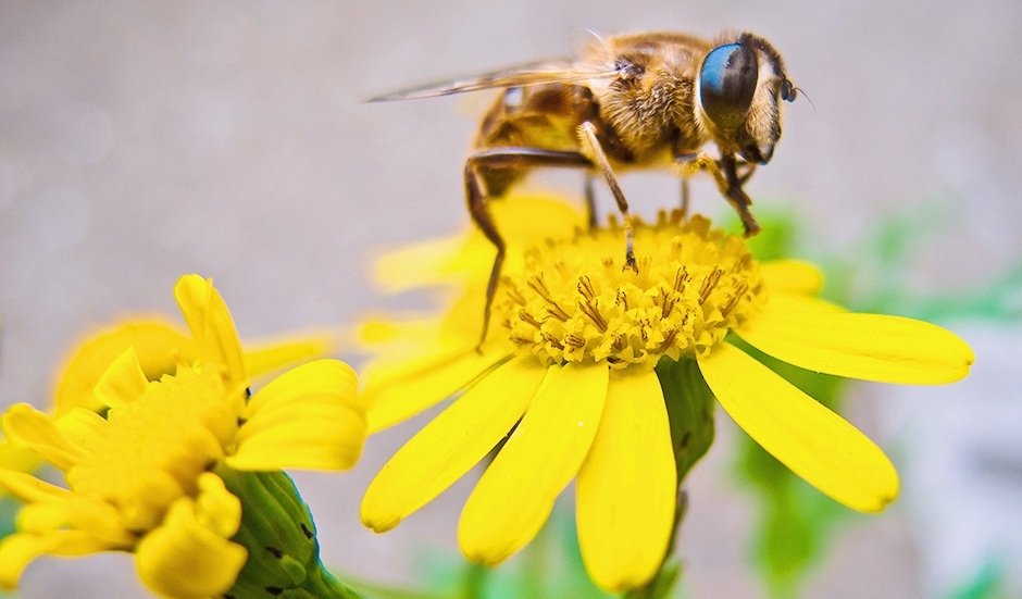 Econcientiza: Las abejas, más inteligentes de lo que se creía.