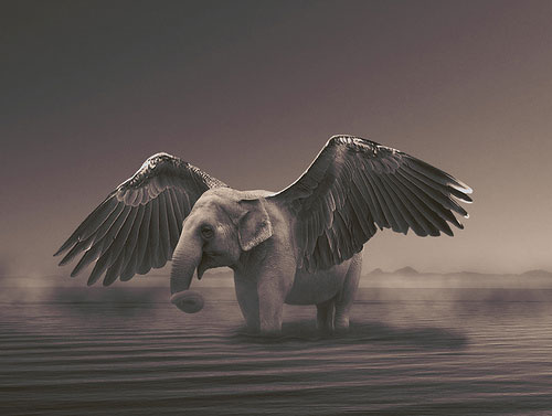 seo design graphics web design: animals photos transformation and ...