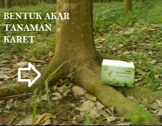Morfologi dan klasifikasi tanaman karet - talitashare.com