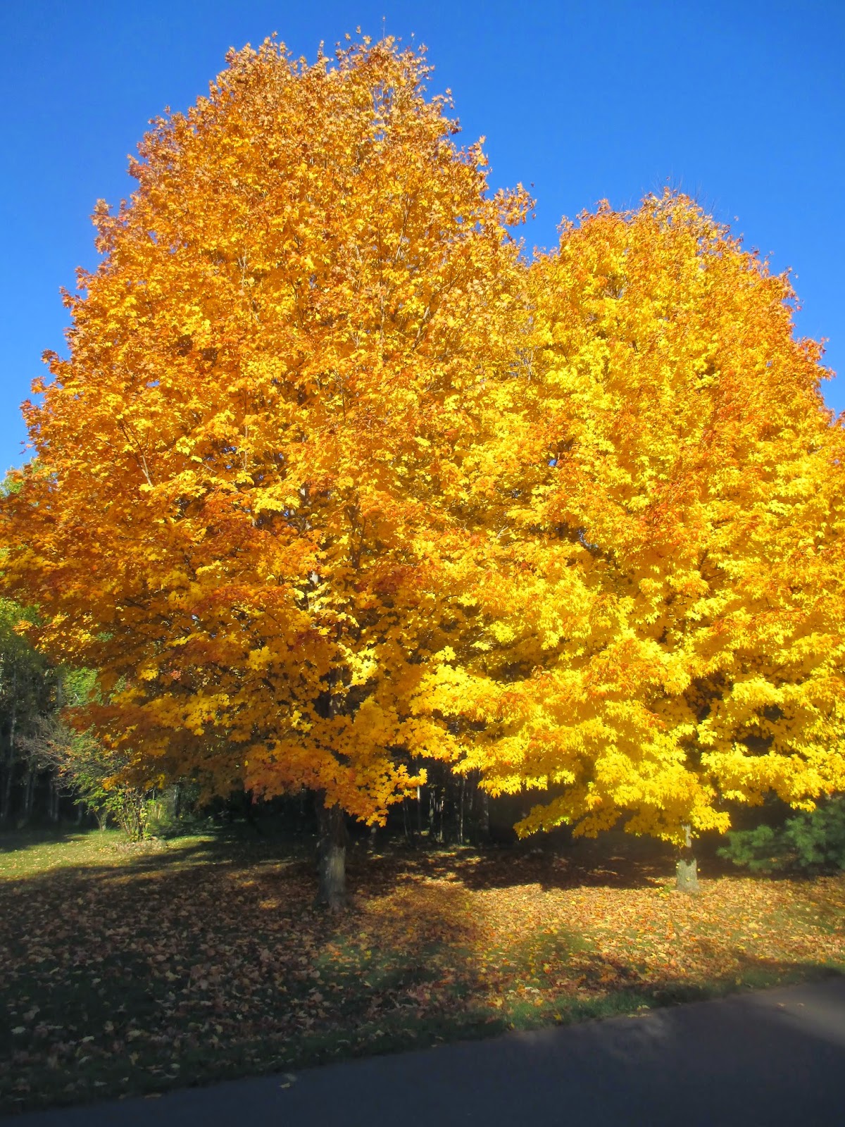 Art's Bayfield Almanac: EVOLUTION AND FALL LEAF COLOR