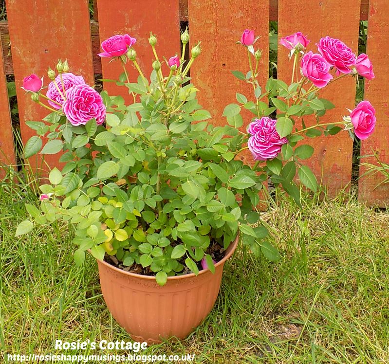 Rosie's Cottage: Finding Smiles In The Garden...