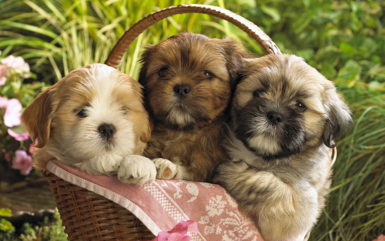 Activating Thoughts: Cute Puppies