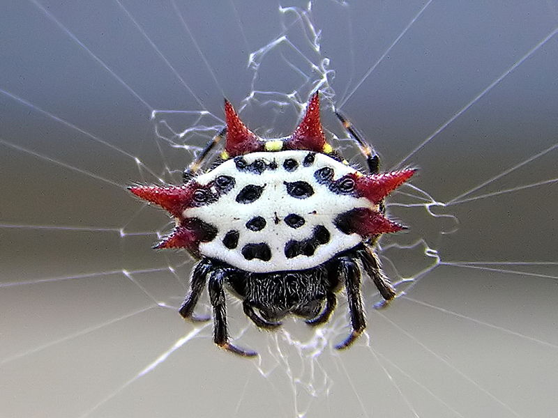Spider | The Biggest Animals Kingdom