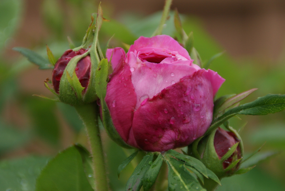 Organic Garden Dreams: March Roses