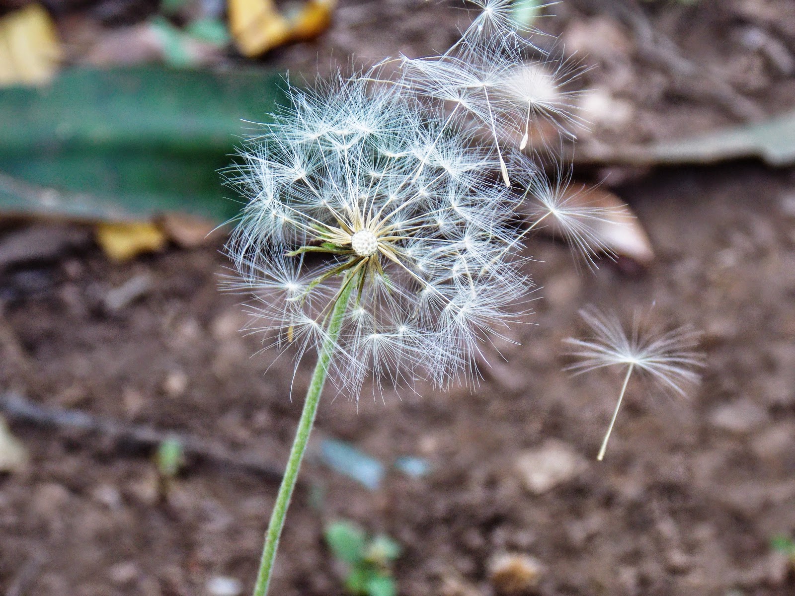 Biologia Por Trás das Lentes: Dispersão - Anemocoria