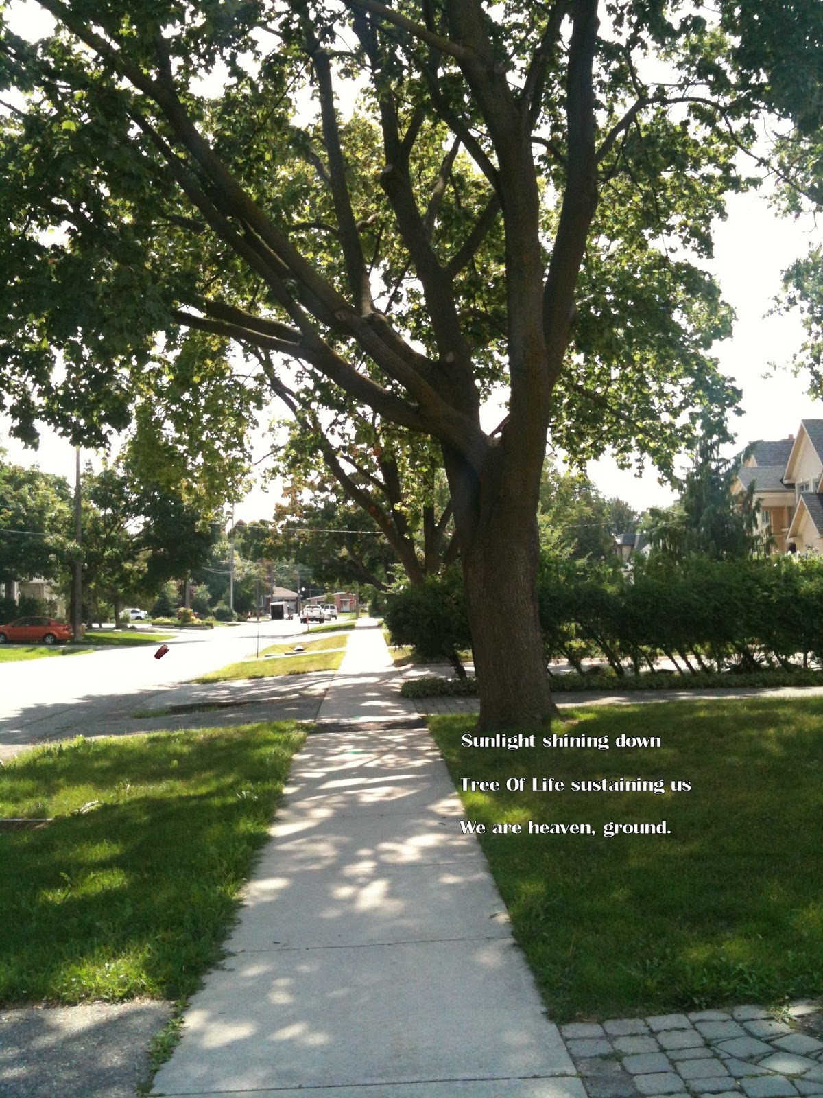 Man From Atlan: The Tao Of Trees