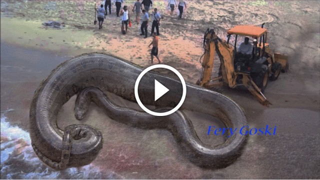 Titanoboa prehistoric anaconda Giant snake - VDO-FULL
