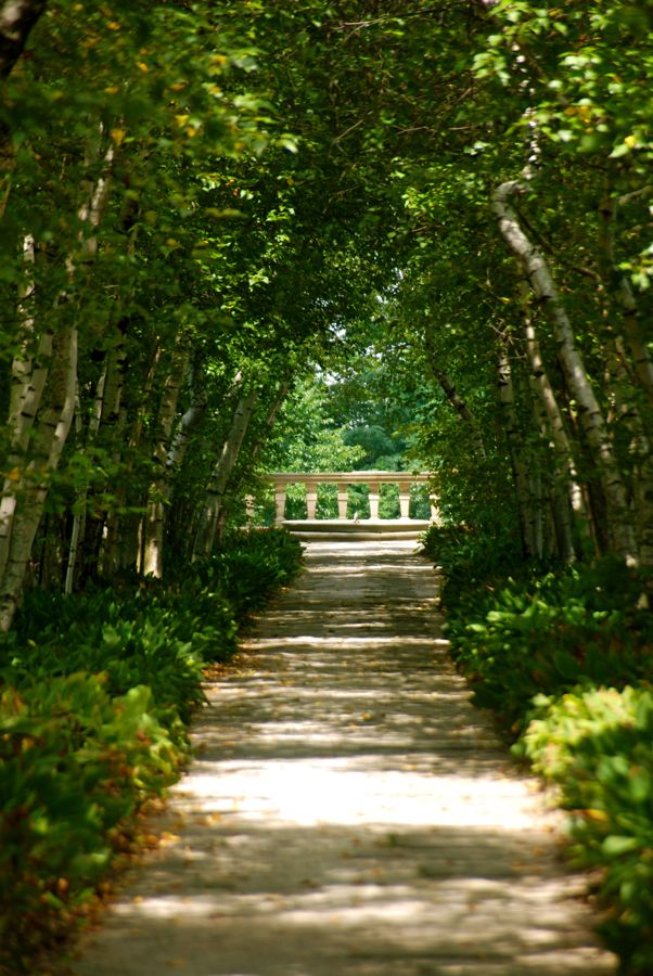 Wife, Mother, Gardener: Birch Allee at Stan Hywet Hall & Gardens