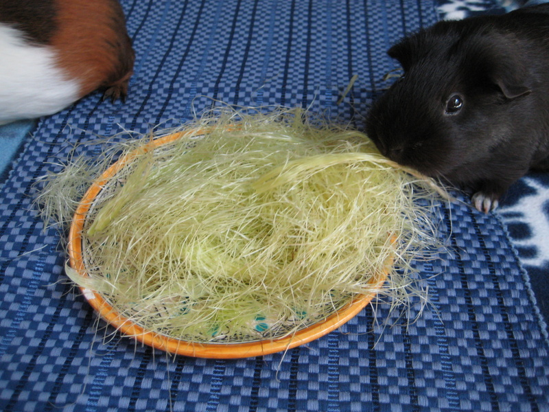 Crafts, Cavies and Cooking: Guinea Pig Spaghetti