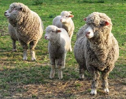 Australië: Politiek en Economie