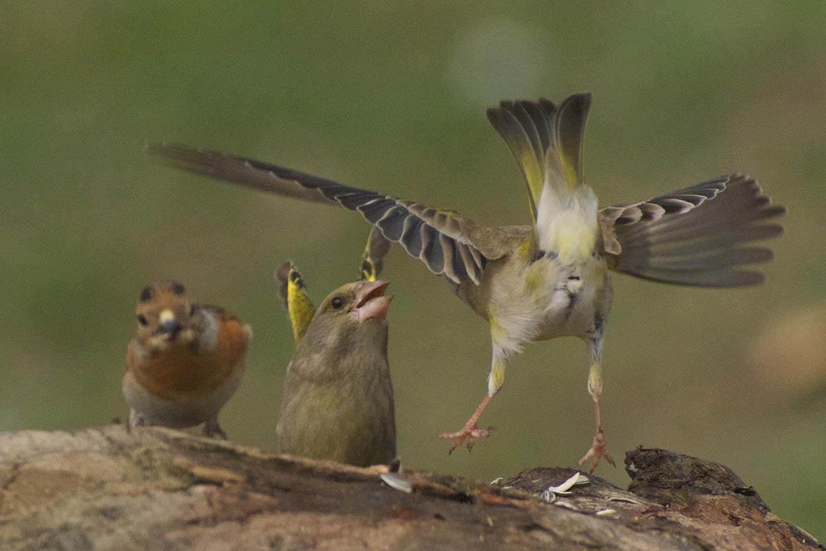 Riserva Naturale Regionale e Oasi WWF dei Ghirardi: Capanno fotografico ...