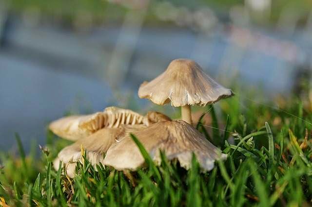 Apakah yang Dimaksud dengan Organisme Uniseluler dan Multiseluler ...