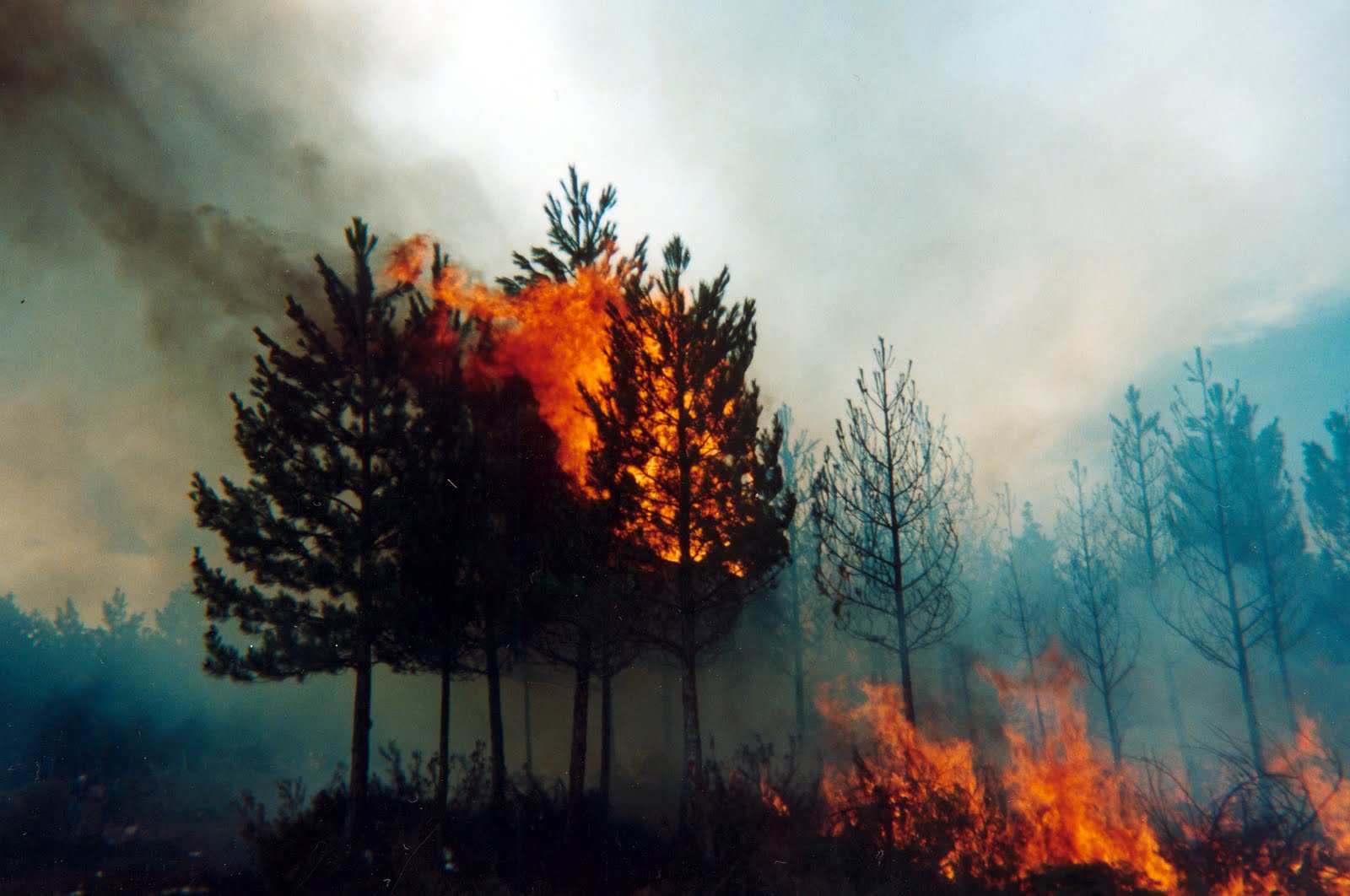 Forestry News