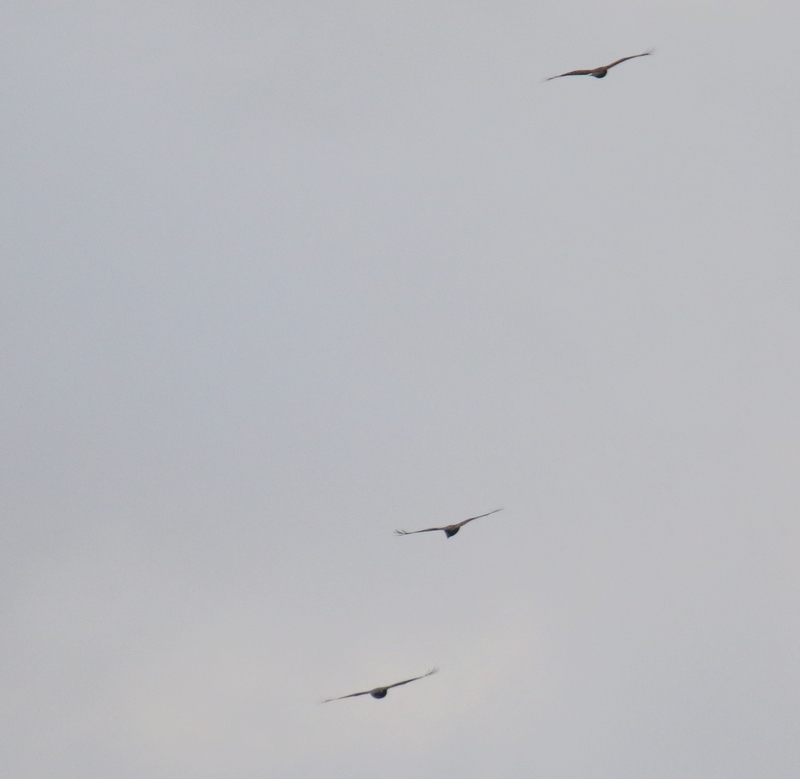 WEST YORKSHIRE BIRDING: A very frozen Fly Flatts.
