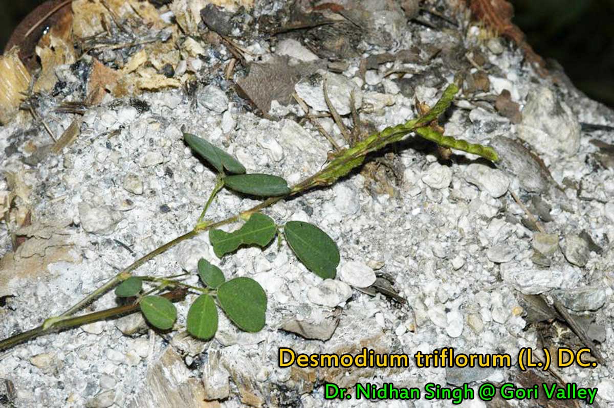Medicinal Plants: Desmodium triflorum, Hamsapadi, sirupulladi, Kudaliya ...