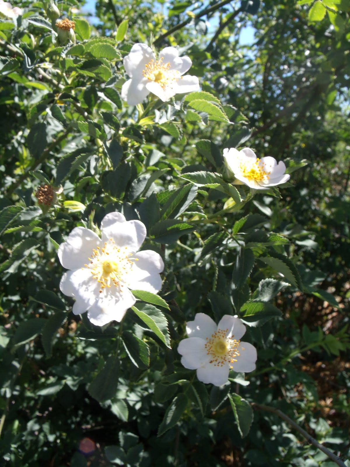 "Eurimbla" Roses: Single Wild Seedling Rose