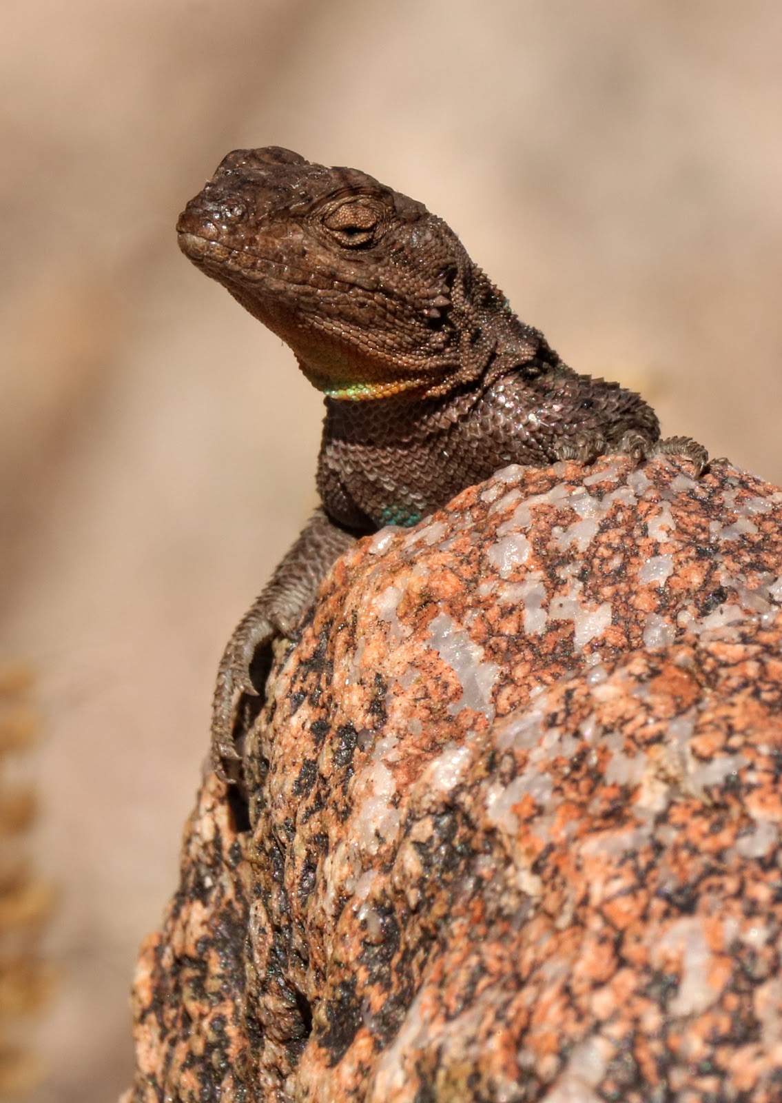 Lizards around Arizona