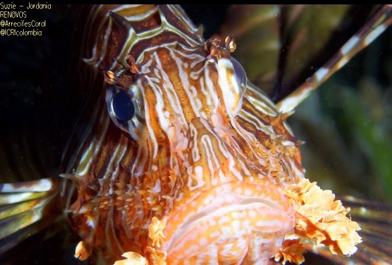 Observatorio de Arrecifes Coralinos: RENOVOS International
