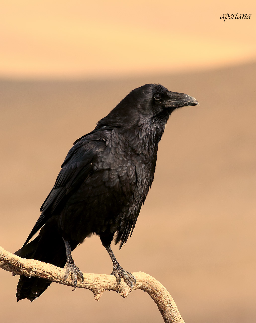 animales ibéricos en la cultura popular: CUERVOS Y GRAJOS