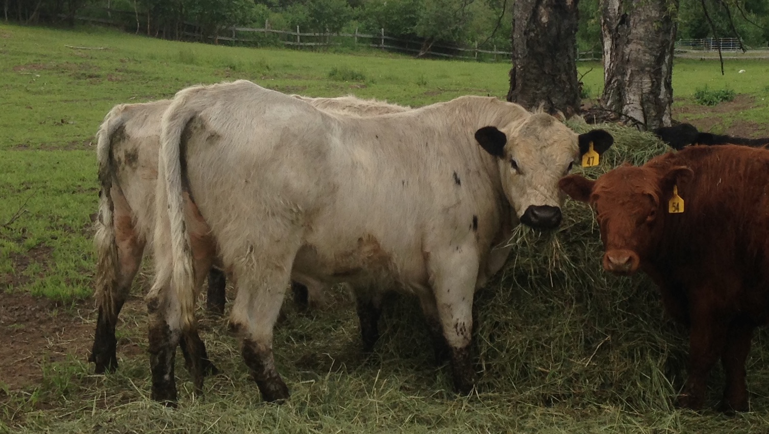 Wolverine Farm: Breeding Duty 2016