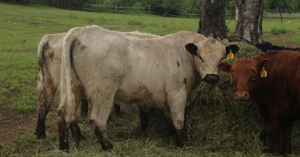 Wolverine Farm: Breeding Duty 2016