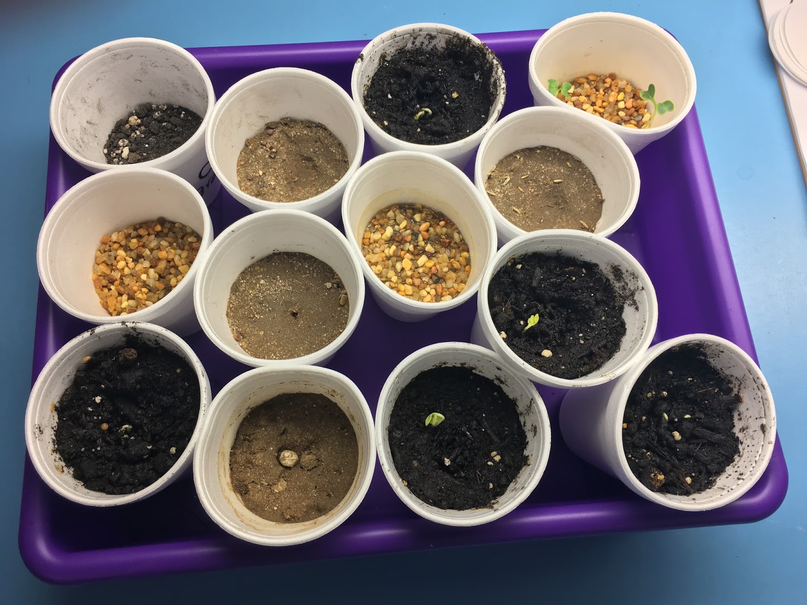 Mrs. Hubble's Third Grade: Growing Plants