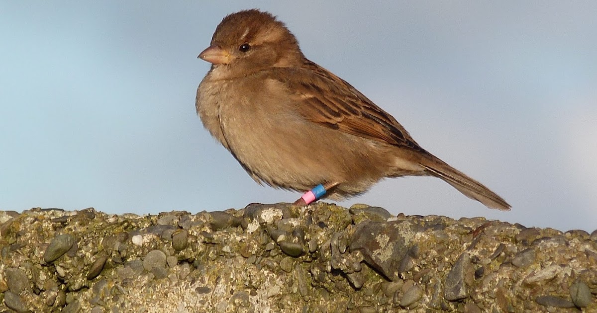 Lundy Birds: Late Nov & early Dec – Still some late migration but ...