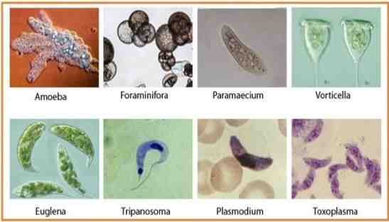 Ciri-ciri Kingdom Protista dan Klasifikasinya - BLOG MEJARAPUH