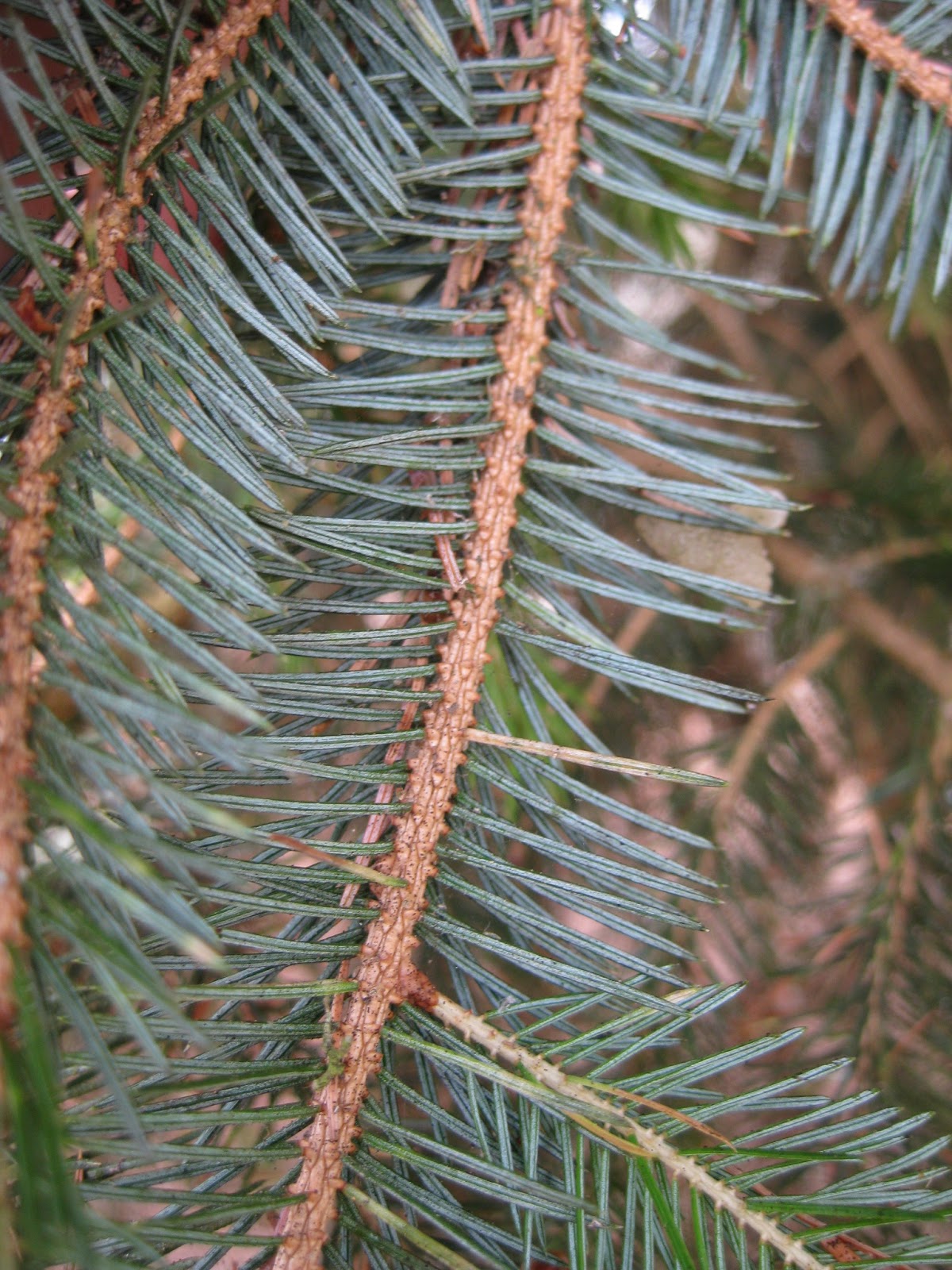 Trees of Santa Cruz County: Picea sitchensis - Sitka Spruce