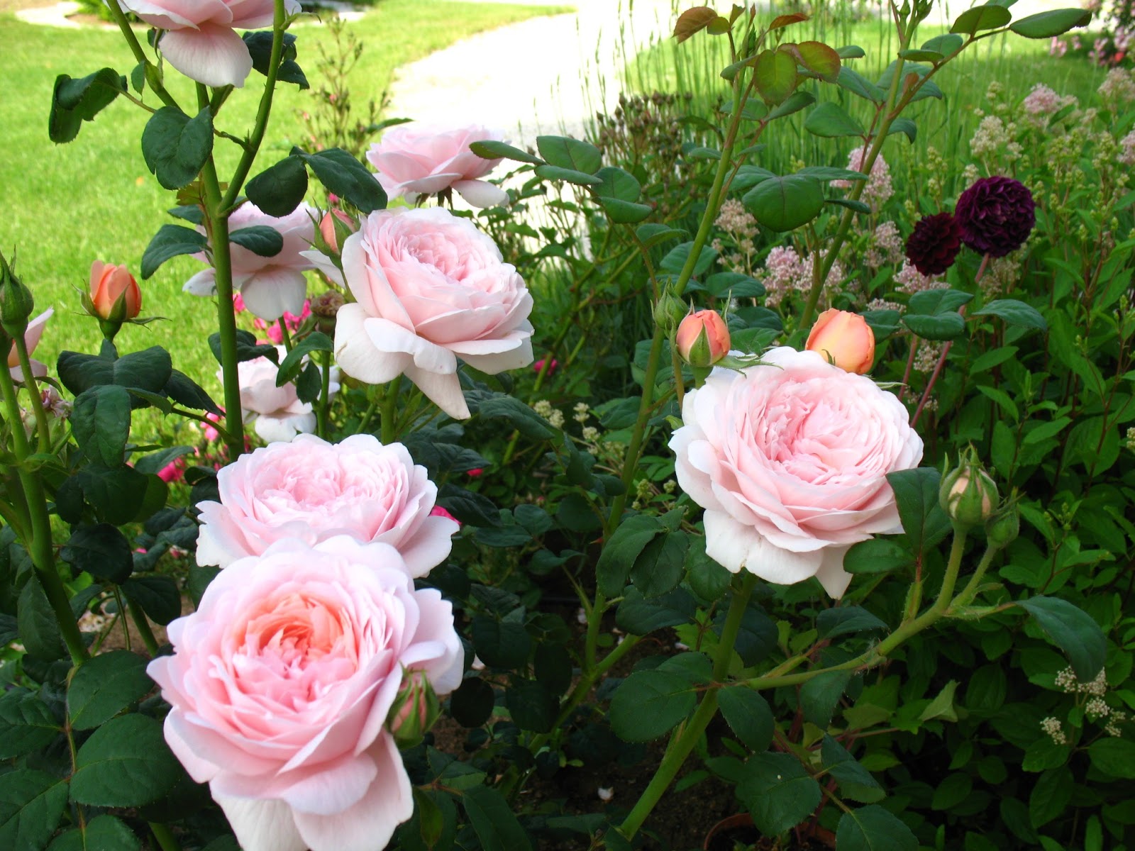 Roses du jardin Chêneland: Des roses anglaises en jupon rose