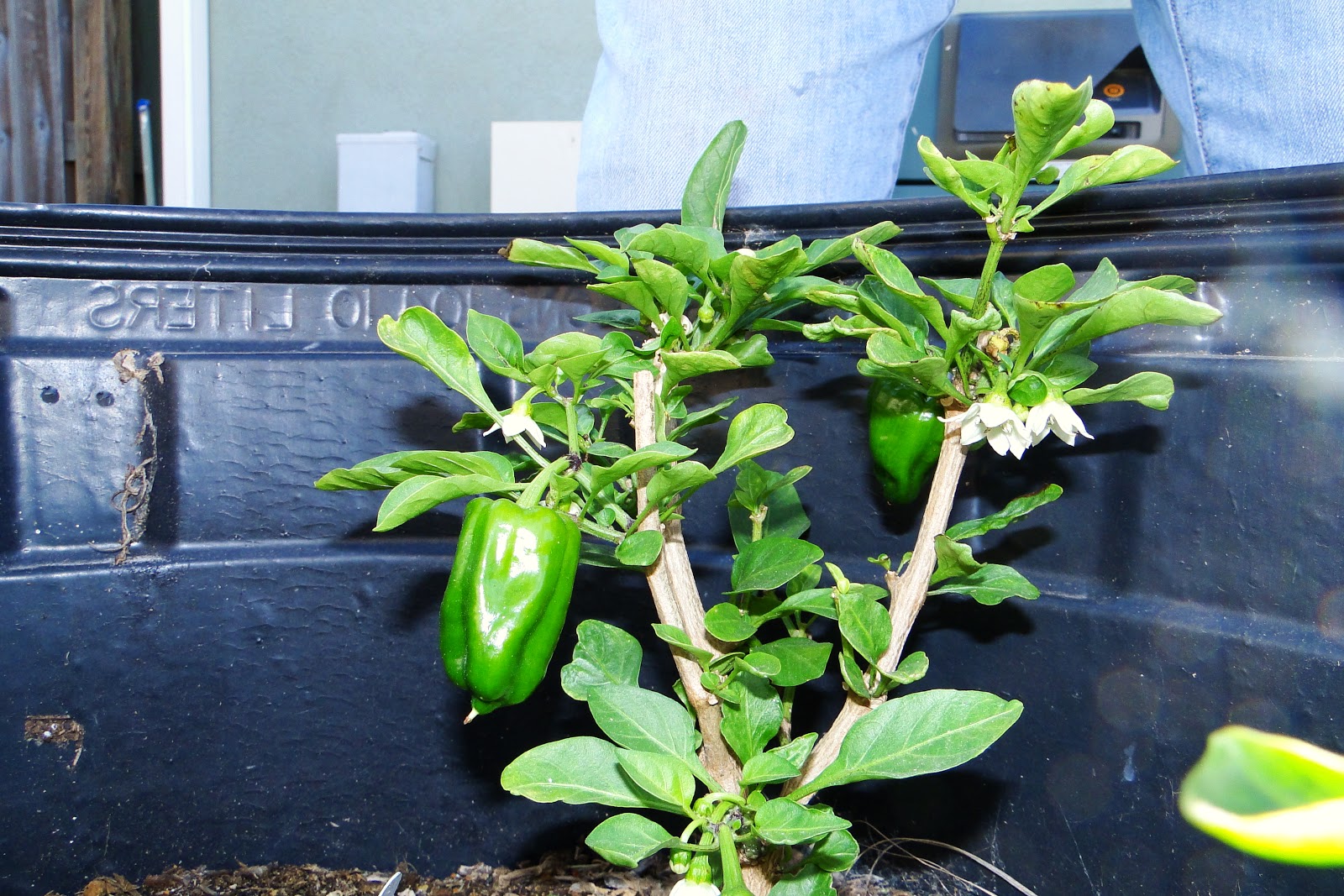 Alejandro Pepper Farm: Bonsai Sweet Heat Peppers