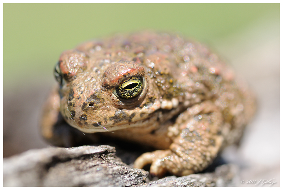 macroinstantes: 2011