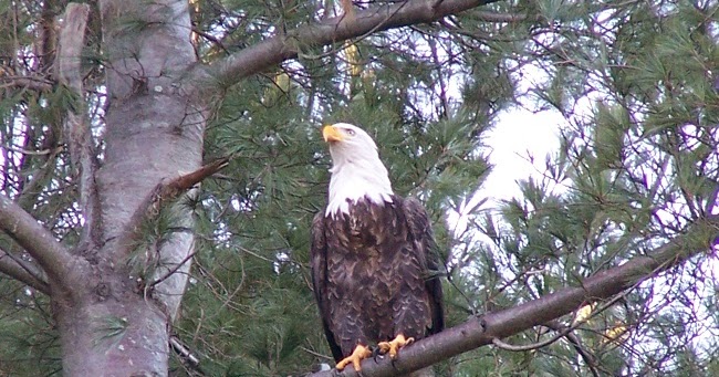 Maynard Life Outdoors and Hidden History of Maynard: Bald Eagles ...