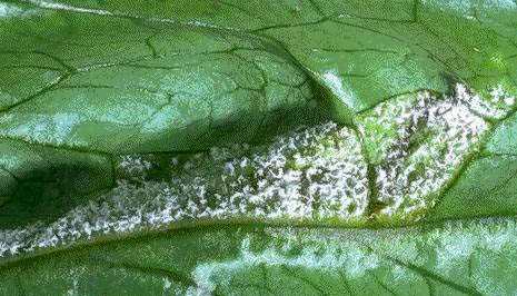 CULTIVO DE LECHUGA: Producción