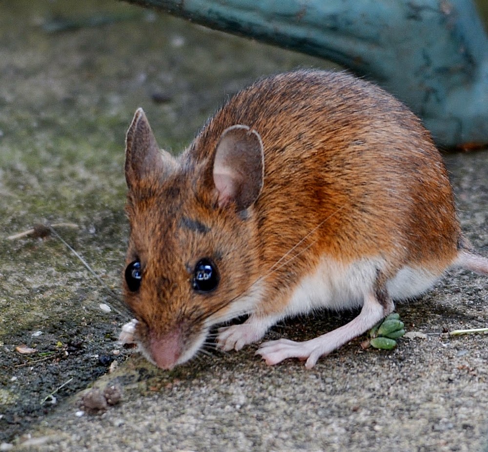 rambles with a camera: My little garden Wood Mouse