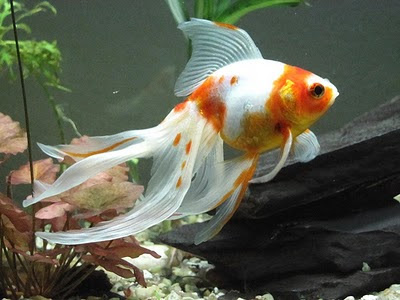 Goldfish - MY PETS