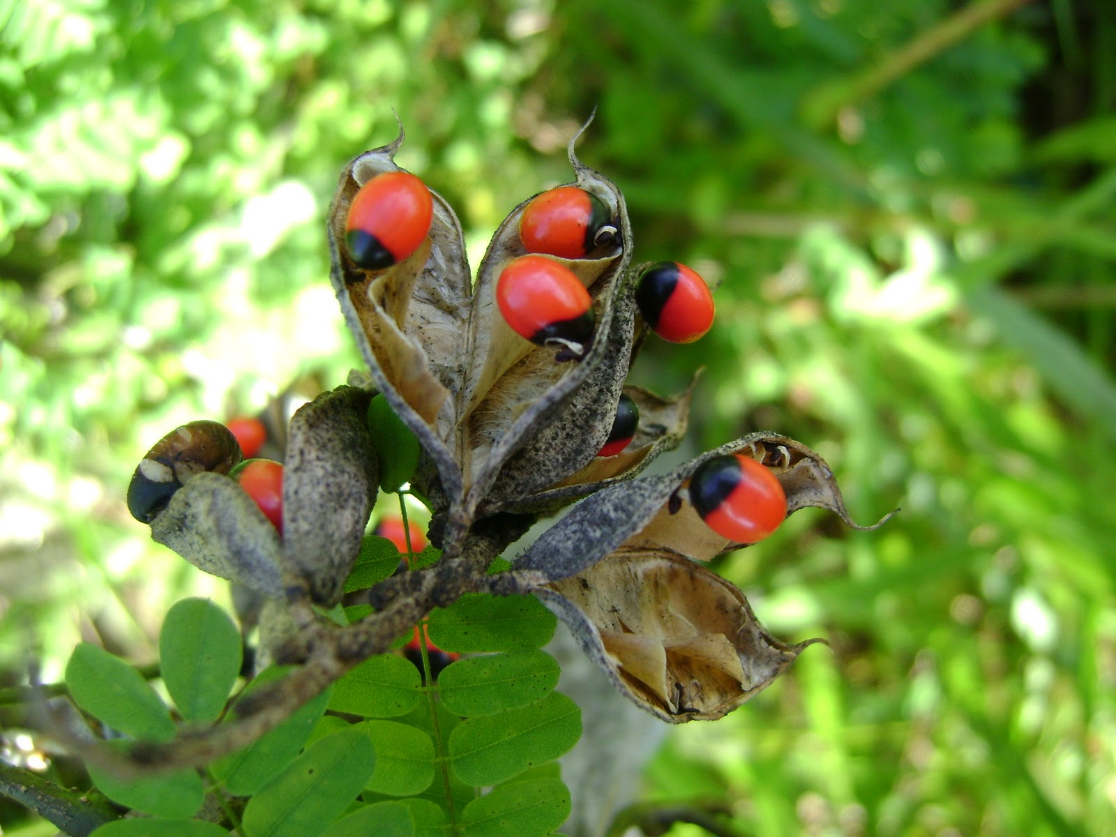 The Flowering plants - Leguminosae - Fabaceae: Fabaceae - Abrus ...