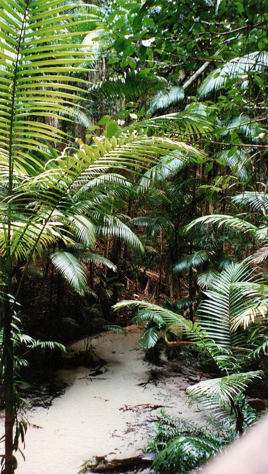 Goin' Feral One Day At A Time: Forest Lakes Hiking Trail, Fraser Island ...