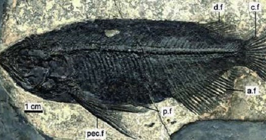 New species of dragon fish discovered from the Eocene of China ...