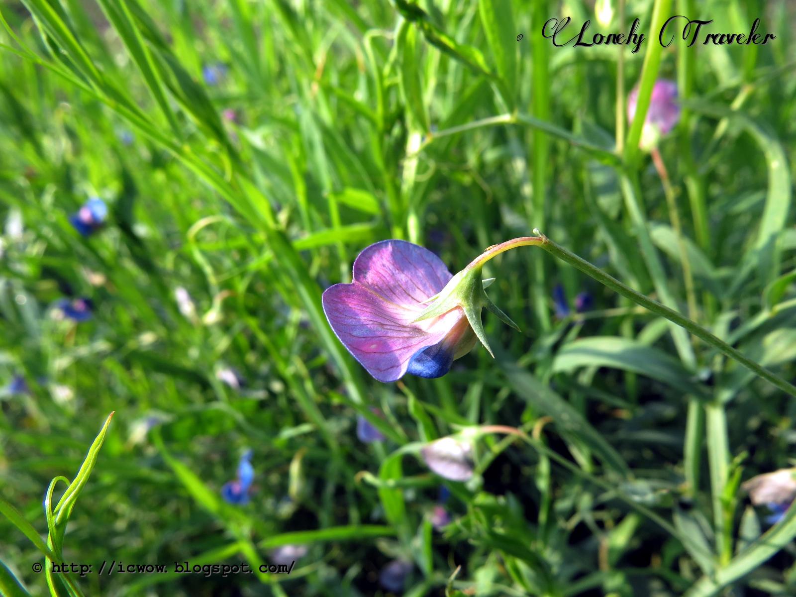 Grass pea (খেসারী কলাই) - Lathyrus sativus