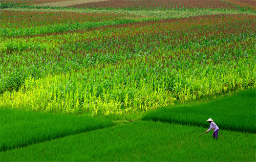 Ảnh phong cảnh về thiên nhiên: Hình ảnh đồng lúa Việt Nam