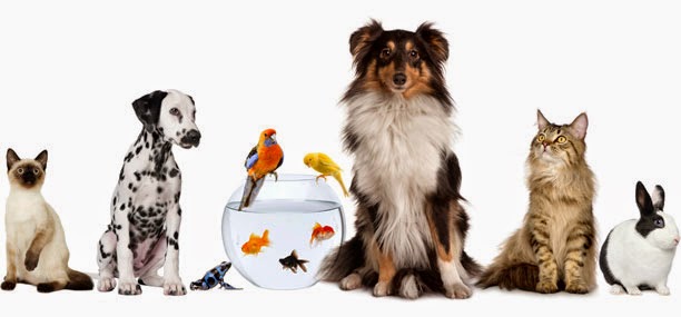 Animales Domésticos