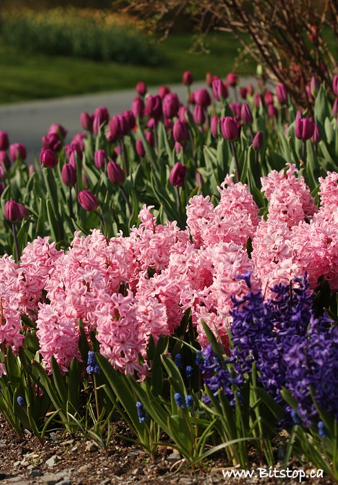 Bitstop: Spring in Bowring Park